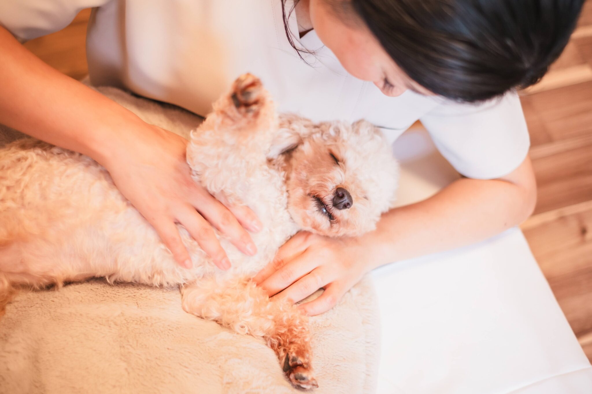 犬の整体 大阪 和歌山 en dog『温かい手』でじっくり優しく大切な宝物をメンテナンス。身体のバランスなど細かく見ていきます。